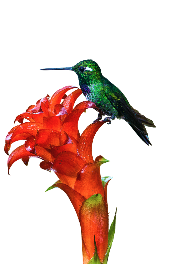 Homepage - Bourse Securities Limited